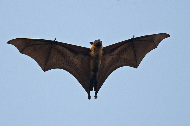 Nietoperze – owadożercy, owocożercy czy wampiry? - Artykuły naukowe ...